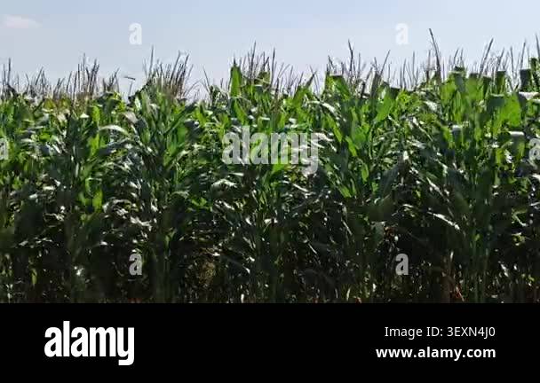 Corn plants entering the flowering stage in a fertile agricultural ...
