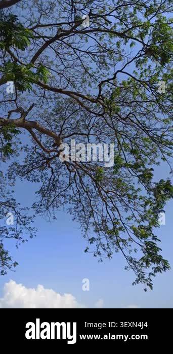 A large rain tree (Samanea saman), commonly known as trembesi, growing ...