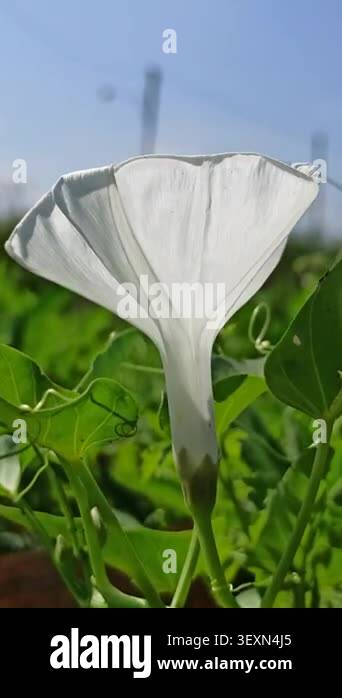 Beautiful white flowers of water spinach (Ipomoea aquatica) blooming ...