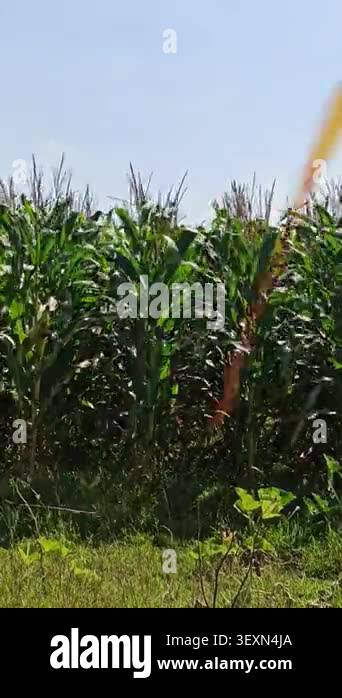 Corn plants entering the flowering stage in a fertile agricultural ...