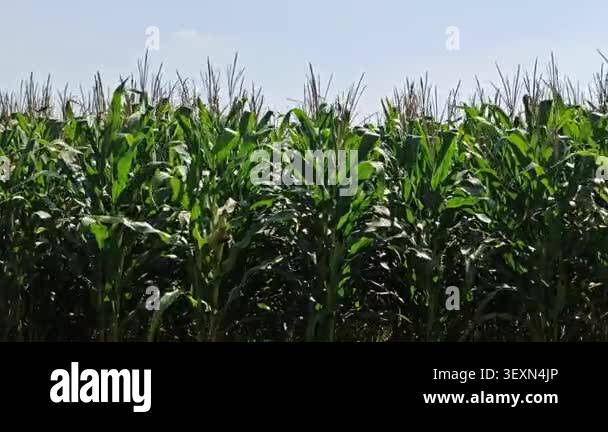 Corn plants entering the flowering stage in a fertile agricultural ...