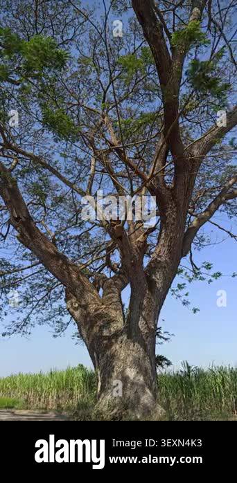 A large rain tree (Samanea saman), commonly known as trembesi, growing ...