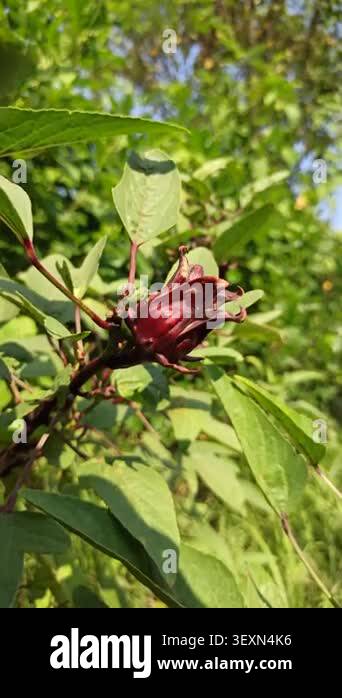 Bright red roselle calyces (Hibiscus sabdariffa) displaying vibrant ...