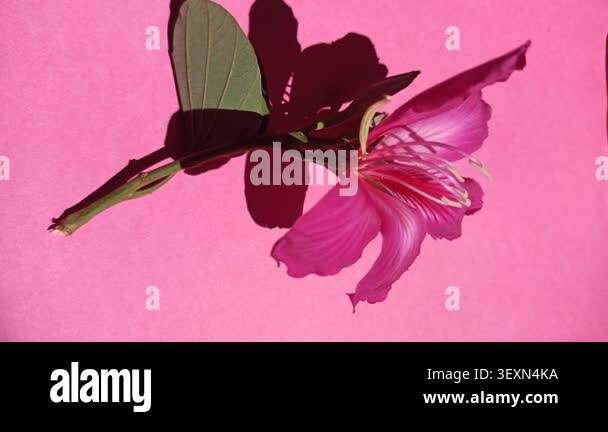 Beautiful Bauhinia blakeana flowers displayed with a soft pink ...