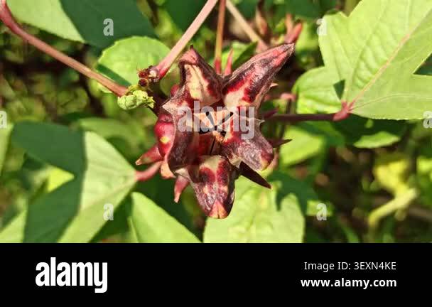 Bright red roselle calyces (Hibiscus sabdariffa) displaying vibrant ...