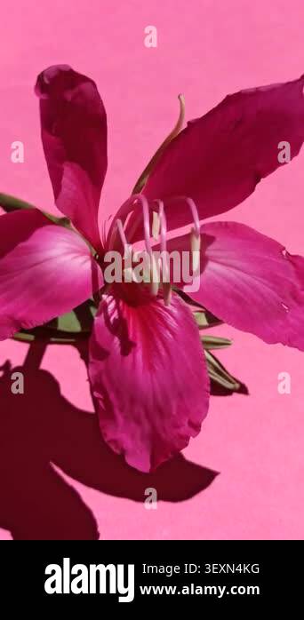 Beautiful Bauhinia blakeana flowers displayed with a soft pink ...