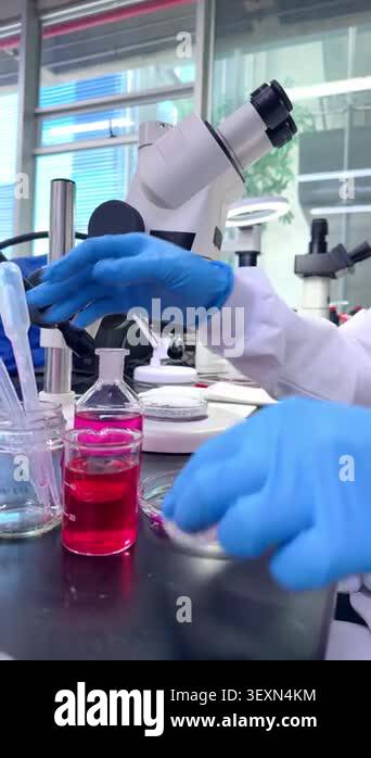 Biologist with blue gloves working in a lab with a microscope petri ...