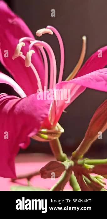 Beautiful Bauhinia blakeana flowers displayed with a soft pink ...