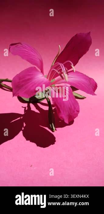 Beautiful Bauhinia blakeana flowers displayed with a soft pink ...