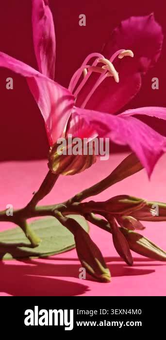 Beautiful Bauhinia blakeana flowers displayed with a soft pink ...