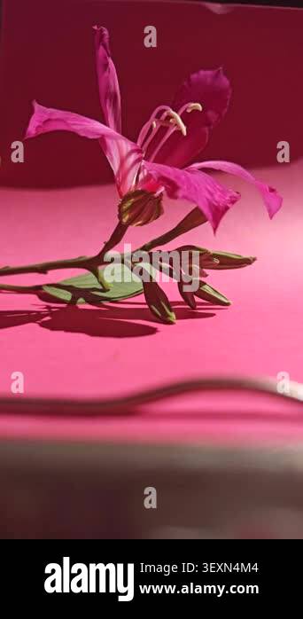 Beautiful Bauhinia blakeana flowers displayed with a soft pink ...