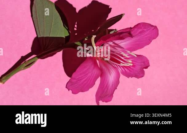 Beautiful Bauhinia blakeana flowers displayed with a soft pink ...