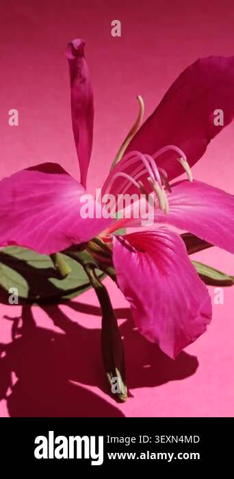 Beautiful Bauhinia blakeana flowers displayed with a soft pink ...