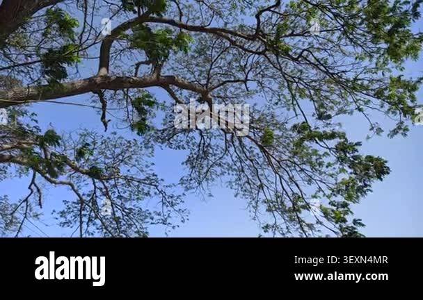 A large rain tree (Samanea saman), commonly known as trembesi, growing ...