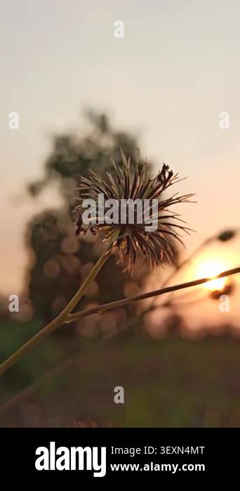 Dry seeds of Bidens pilosa displayed naturally, showing detailed seed ...