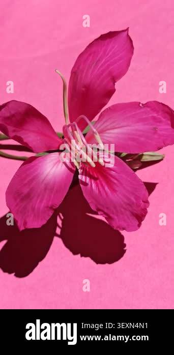 Beautiful Bauhinia blakeana flowers displayed with a soft pink ...