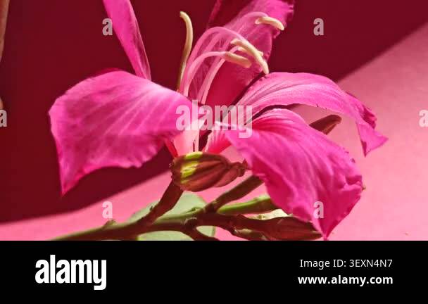 Beautiful Bauhinia blakeana flowers displayed with a soft pink ...