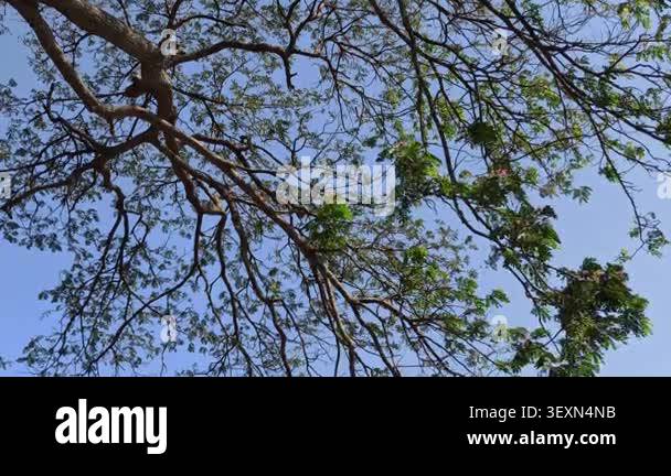 A large rain tree (Samanea saman), commonly known as trembesi, growing ...