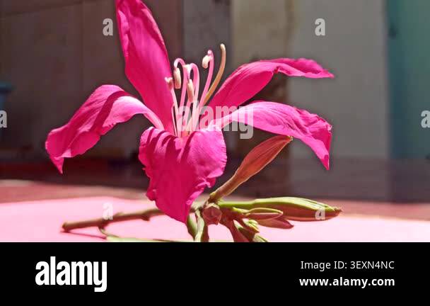 Beautiful Bauhinia blakeana flowers displayed with a soft pink ...