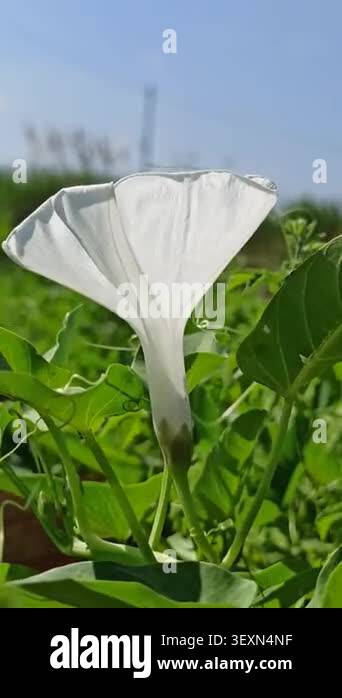 Beautiful white flowers of water spinach (Ipomoea aquatica) blooming ...