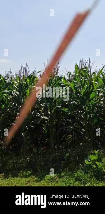 Corn plants entering the flowering stage in a fertile agricultural ...