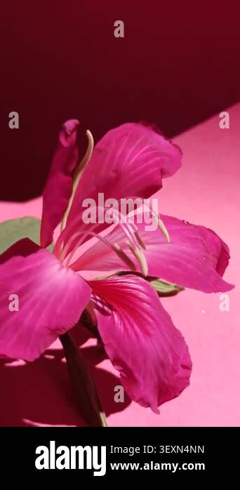 Beautiful Bauhinia blakeana flowers displayed with a soft pink ...