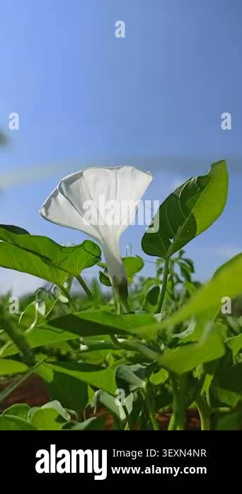 Beautiful white flowers of water spinach (Ipomoea aquatica) blooming ...