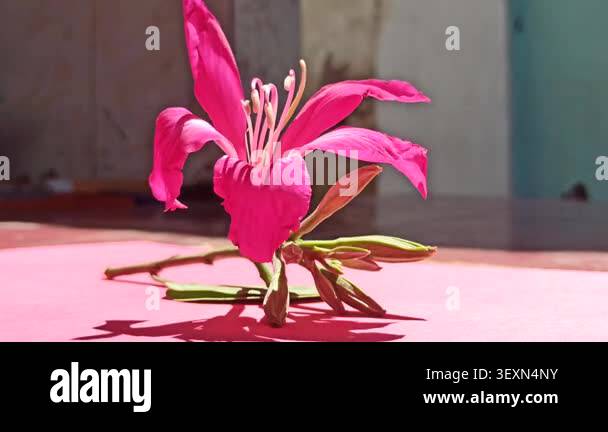 Beautiful Bauhinia blakeana flowers displayed with a soft pink ...