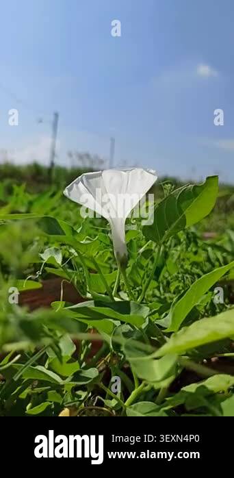 Beautiful white flowers of water spinach (Ipomoea aquatica) blooming ...