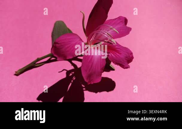 Beautiful Bauhinia blakeana flowers displayed with a soft pink ...