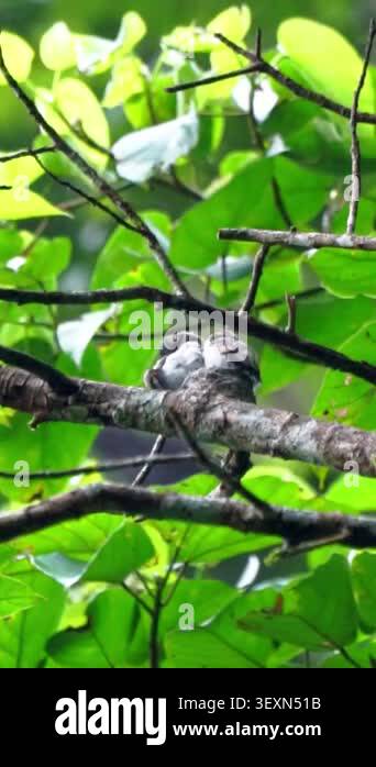 Hemipus hirundinaceus (Jingjing batu, Black winged Flycatcher shrike ...
