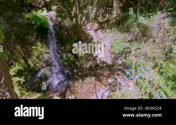 A small waterfall flows into a shaded pool surrounded by ferns and ...