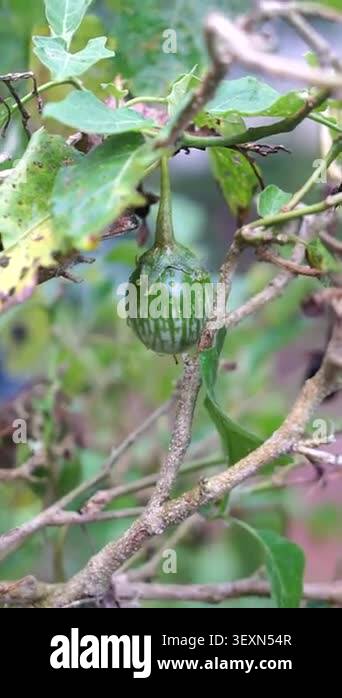 Close-up shot of a round green Thai eggplant growing directly on its ...