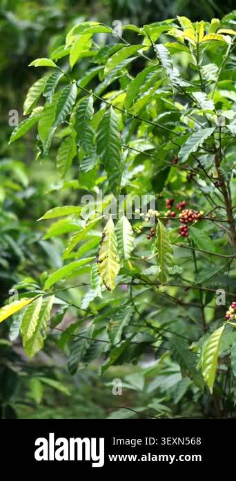 Close-up view of raw and ripe coffee cherries on a tree with green ...