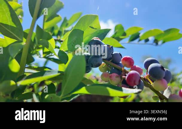 A cluster of blueberries in various stages of ripening, from vibrant ...