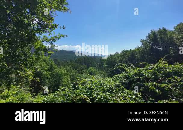 A sunlit view of a dense forest canopy in Sever do Vouga with vibrant ...