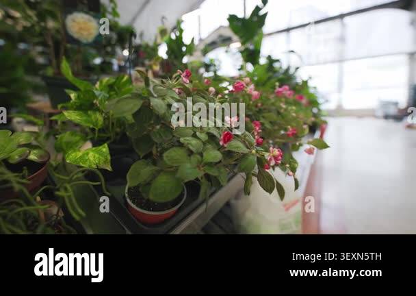 Various potted plants and beautiful flowers with pink and red blossoms ...