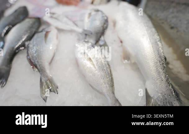 Freshly caught sea bass and sea bream chilled on a bed of crushed ice ...