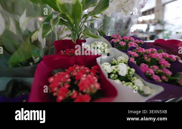 Potted kalanchoe flowers in colorful paper wrapping on display at a ...