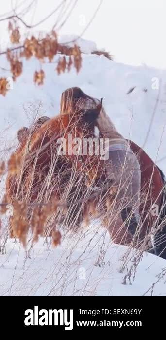 Equestrian sport - rider woman on horse galloping in snowy field ...