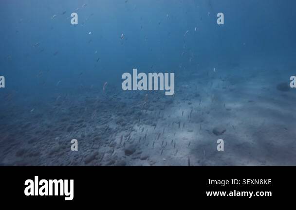 School Of Fishes Moving Towards The Light From The Seabed Stock Video ...