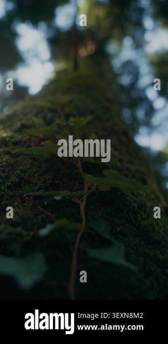 Tall tree trunk against bright blue sky Stock Video Footage - Alamy