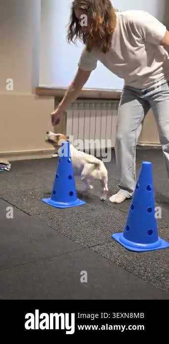 A dog performs the snake command with a dog handler Stock Video Footage ...