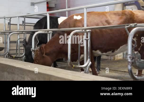 High-quality 4K footage showing cows in a modern dairy barn stall. One ...