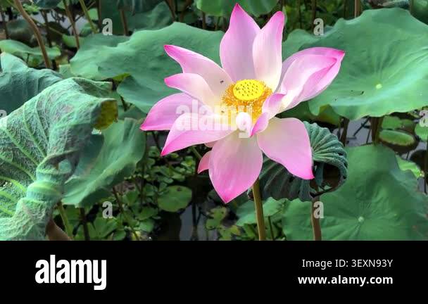 A crisp, static close-up shot capturing a beautiful pink Sacred Lotus ...