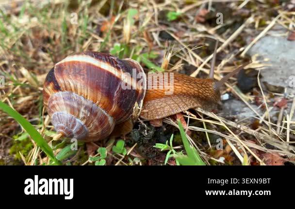 Large brown snail moves across dry vegetation and green grass in a ...