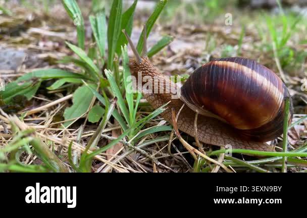 Brown land snail slowly moves through mixed grass and wild plants ...
