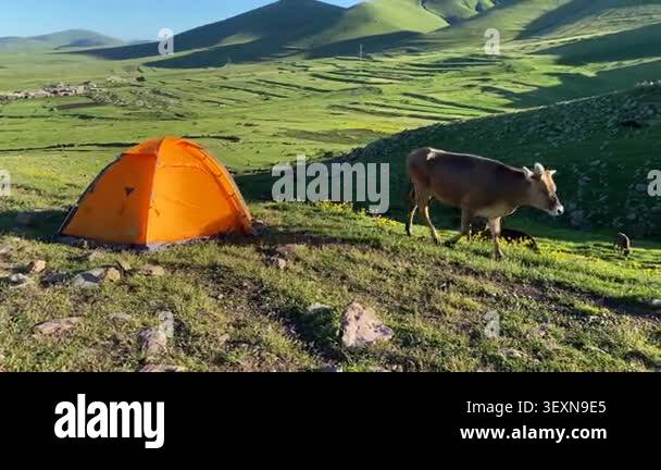 Small herd of cows walks near a camping tent on alpine meadows below ...