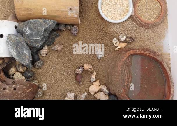 Close-up view of multiple hermit crabs moving across a sandy substrate ...