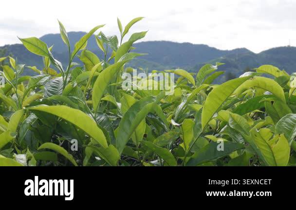 A scenic horizontal landscape shot focusing on vibrant tea plant ...